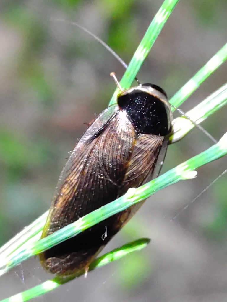 Indian Cockroach from 649台灣雲林縣二崙鄉港後村 on April 28, 2023 at 03:20 AM by ...