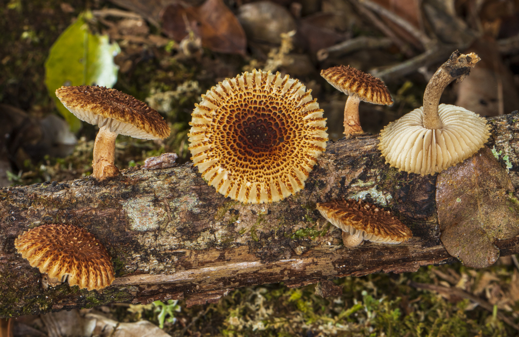 Sulcate Sunhead from Jaramillo, Panamá on April 26, 2023 at 12:33 PM by ...