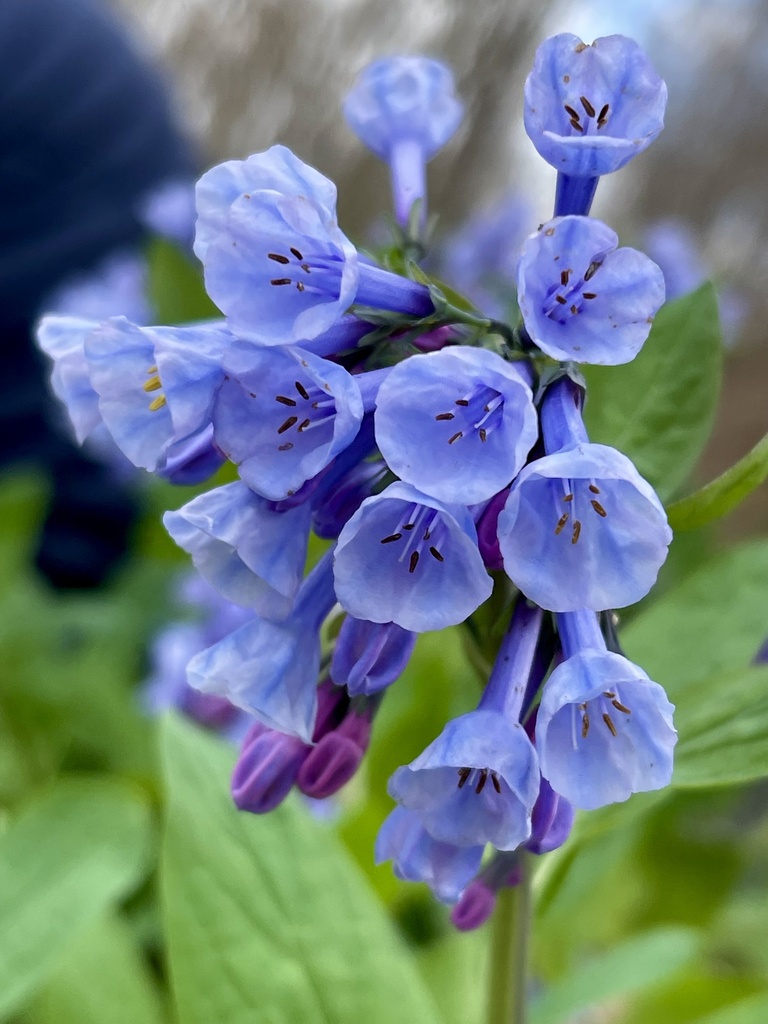 Virginia bluebells from Kingsport, TN, US on April 01, 2022 at 12:44 PM ...