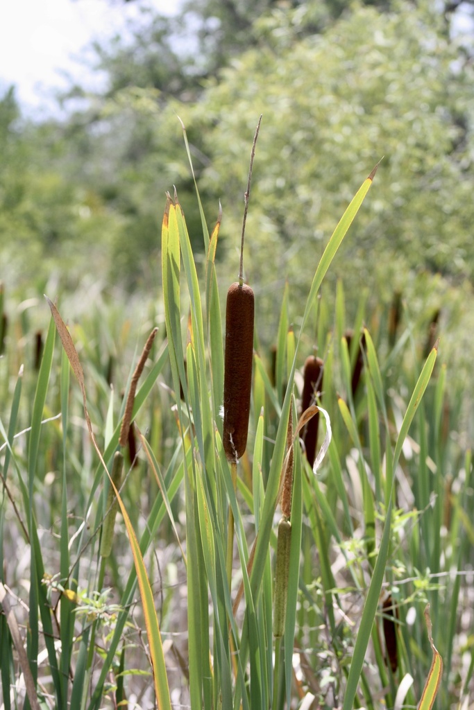 hybrid cattail from Punta Gorda, FL, US on April 27, 2023 at 01:47 PM ...
