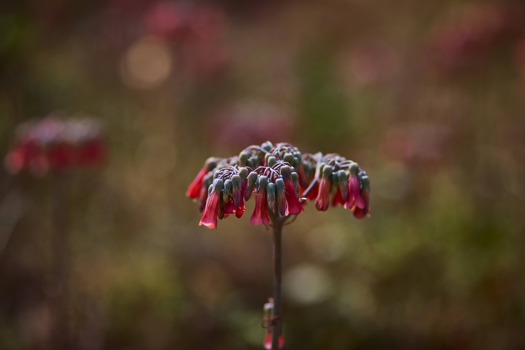 Bryophyllum from Hobe Sound Nature Center on February 14, 2021 by ...
