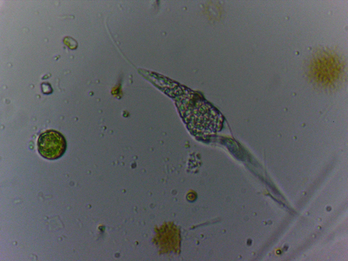 Astasia torta · iNaturalist