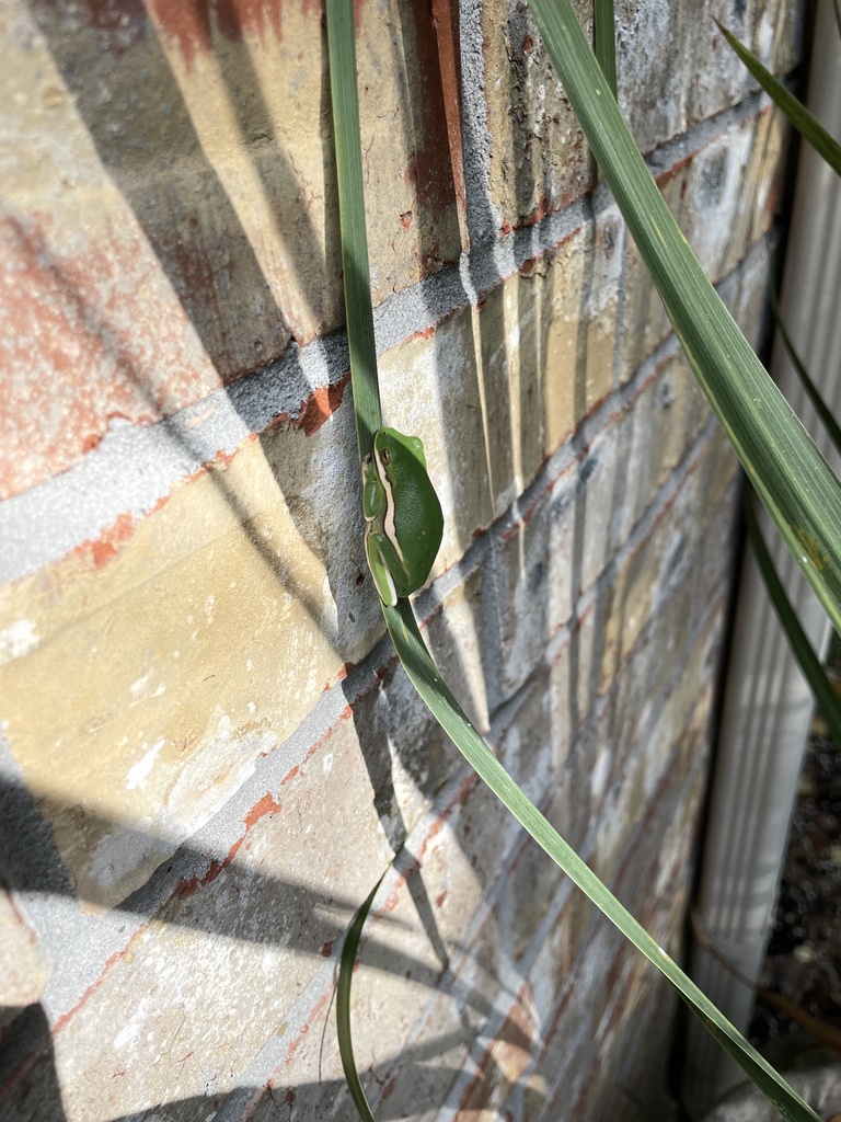 Green Treefrog in April 2023 by Cole Burrow. Lots of white on this ...