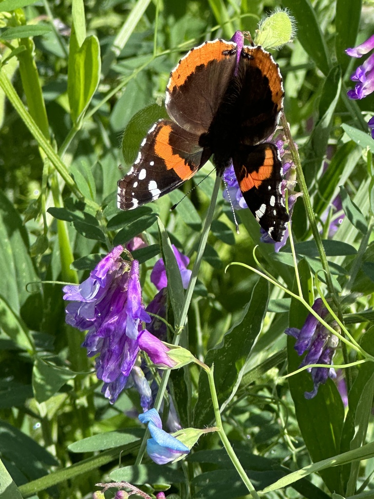 Red Admiral from Trinity River Audubon Center, Dallas, TX, US on April ...