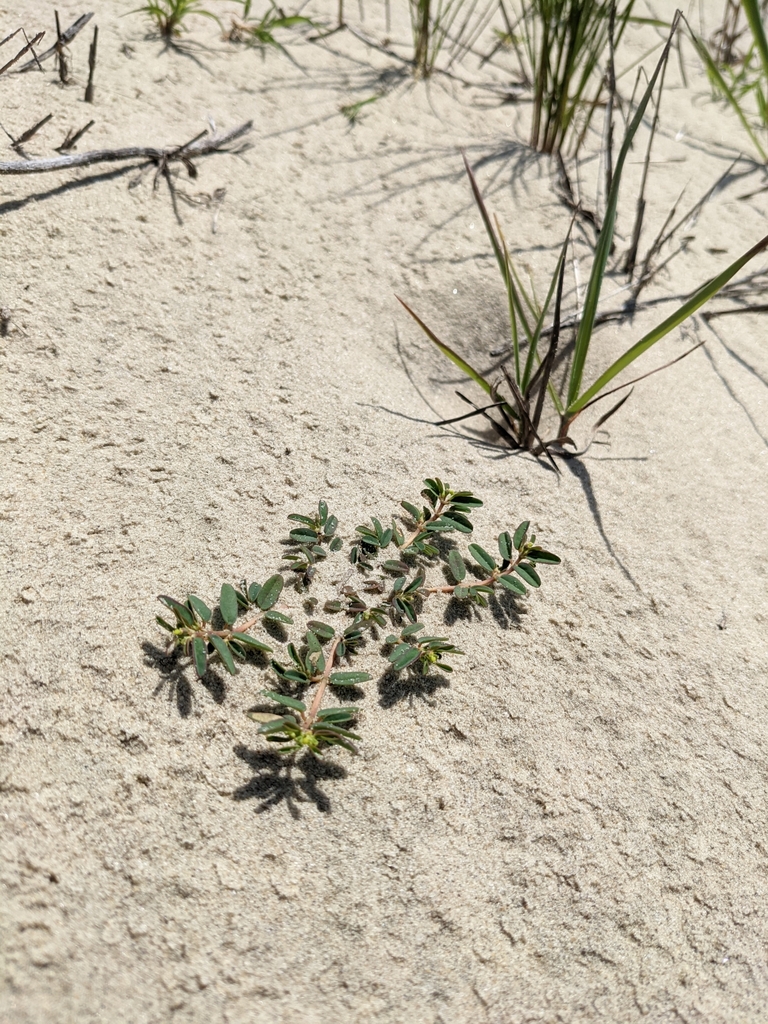 Southern Seaside Spurge in April 2023 by Eric Ungberg · iNaturalist