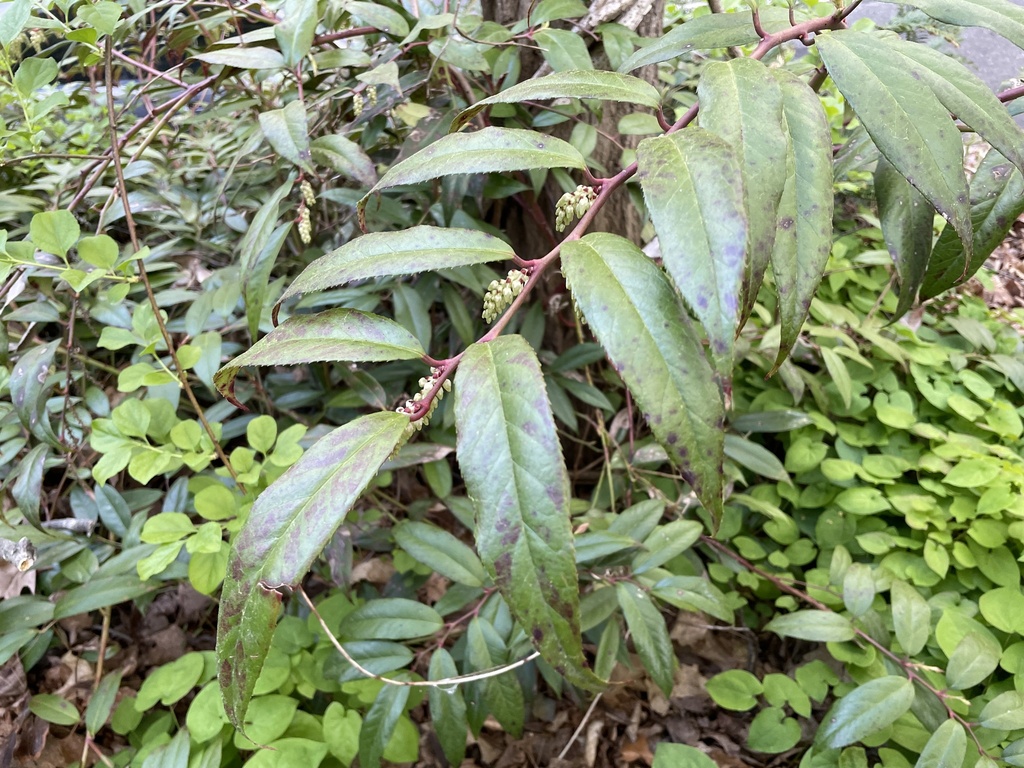 Swamp Dog-laurel from Long Island, Northport, NY, US on April 27, 2023 ...