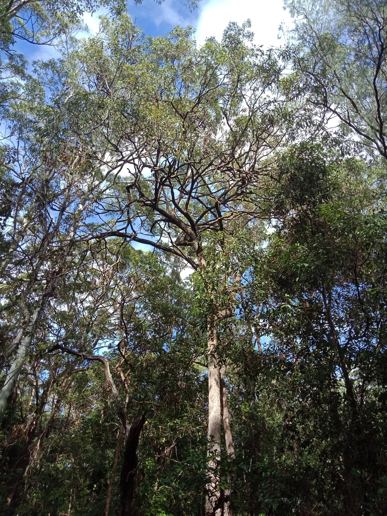 Something from Caloundra QLD 4551, Australia on April 28, 2023 at 09:31 ...