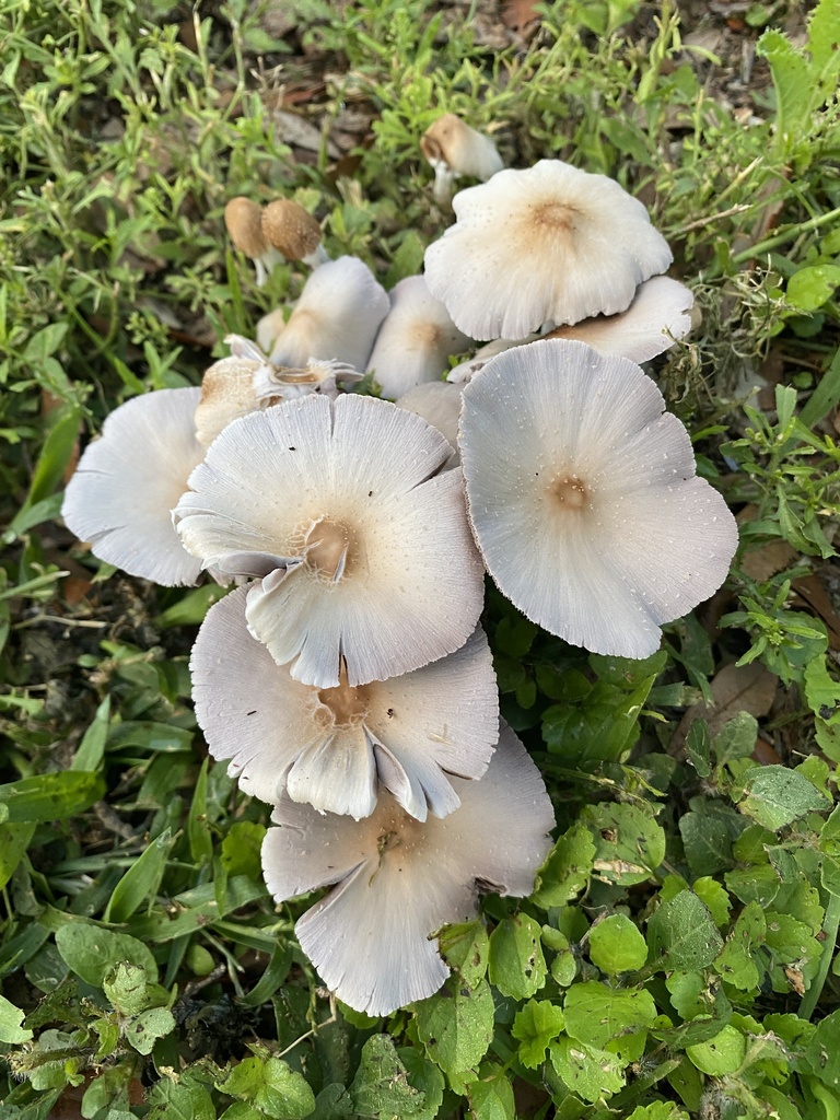 Pale Brittlestem from C St, Mission, TX, US on April 27, 2023 at 07:11 ...