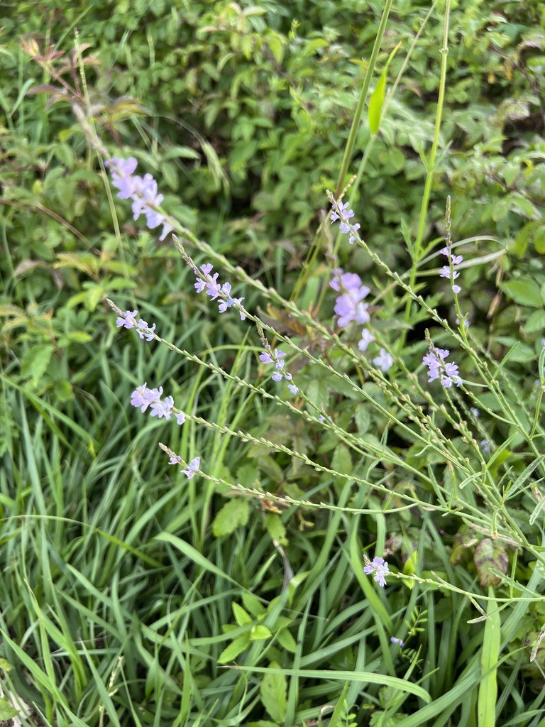 Texas vervain from Holley St, Quintana, TX, US on April 27, 2023 at 06: ...
