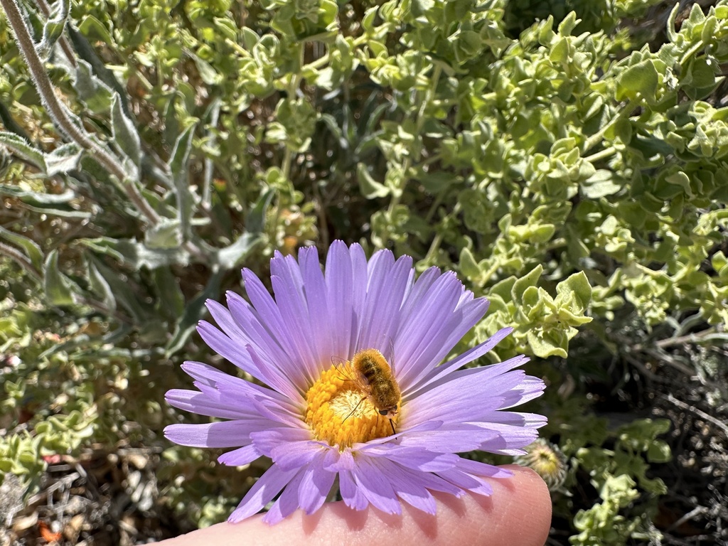 Lordotus pulchrissimus from Iron Mountain, North Las Vegas, NV, US on ...