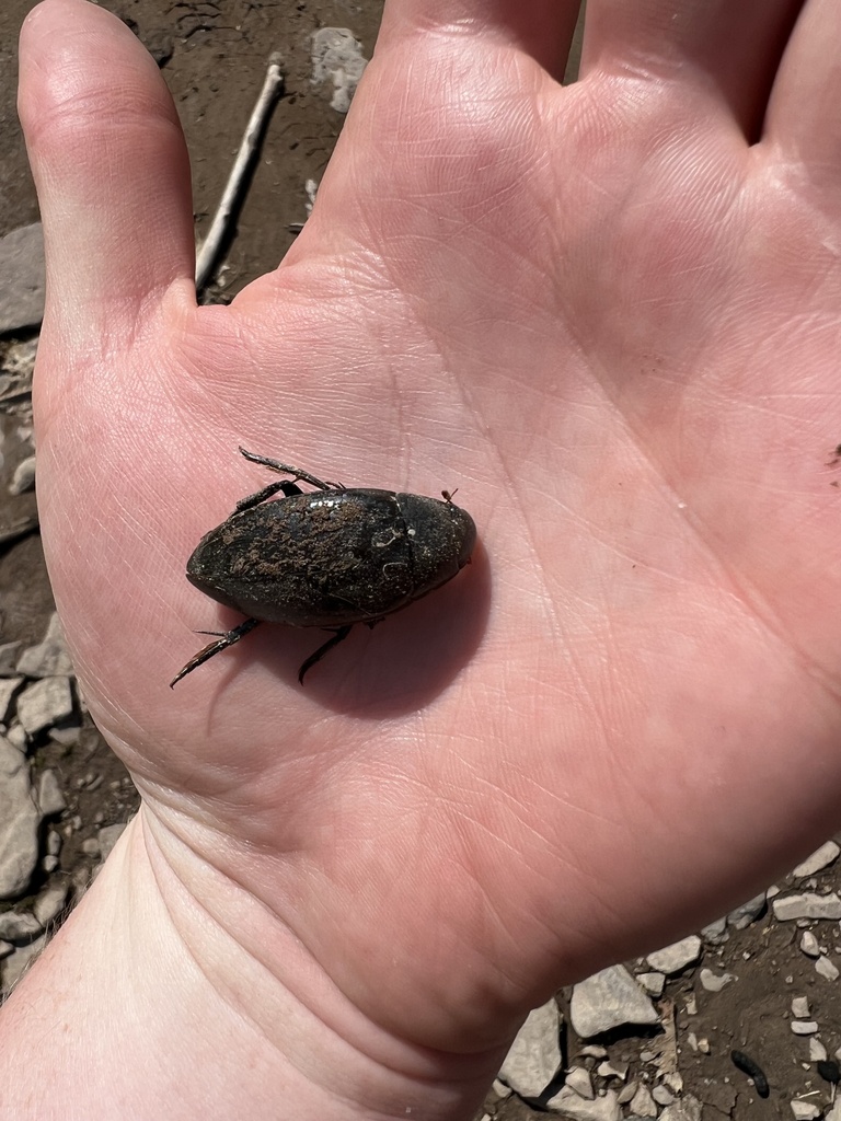 Giant Water Scavenger Beetle in April 2023 by Kyle Klotz · iNaturalist