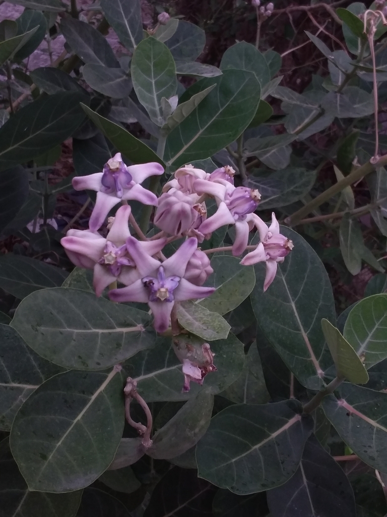 crown flower from 99VR+FMP, G K Enclave, Qutub Shahi Tombs, Hyderabad ...