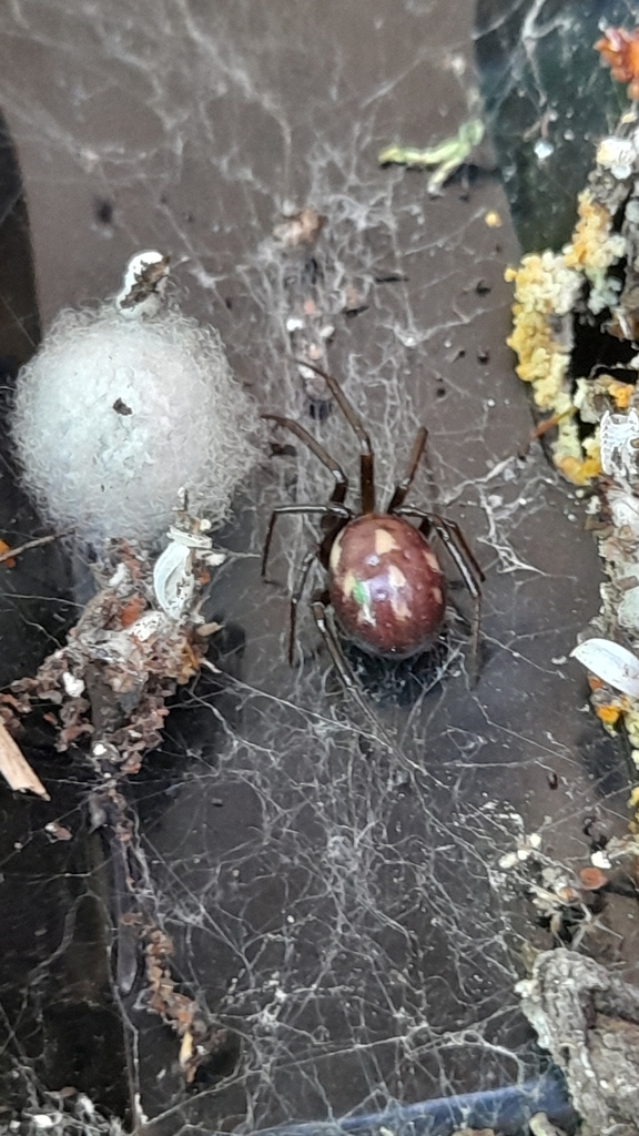 Falsa Viuda Negra Doméstica desde Penalolen, Peñalolén, Región ...