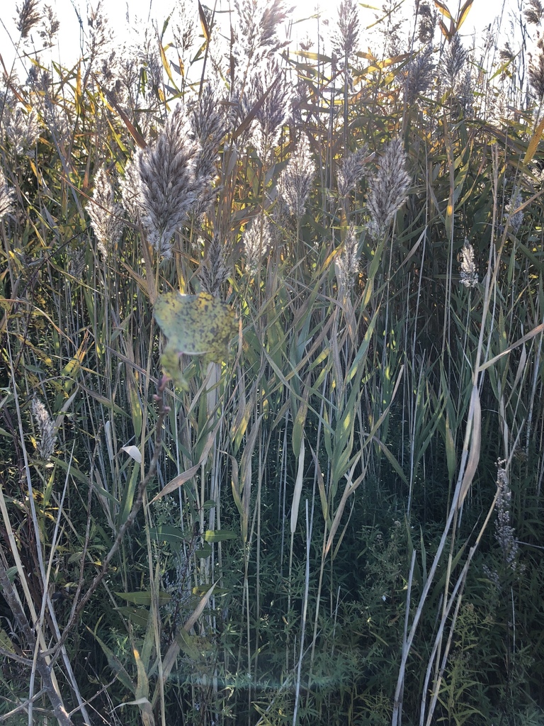 common reed from 48393, Wixom, MI, US on October 24, 2018 at 09:36 AM ...