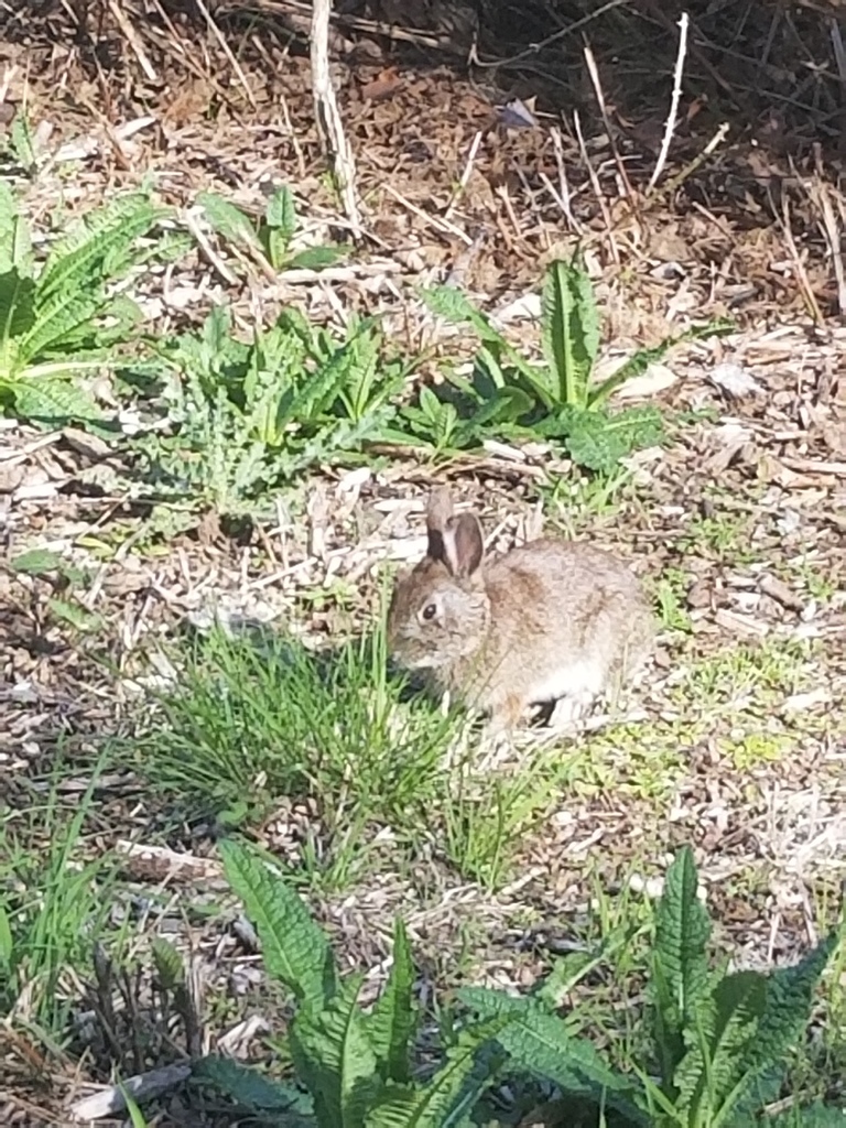 Brush Rabbit from Salem, OR, USA on April 27, 2023 at 05:06 PM by Cody ...