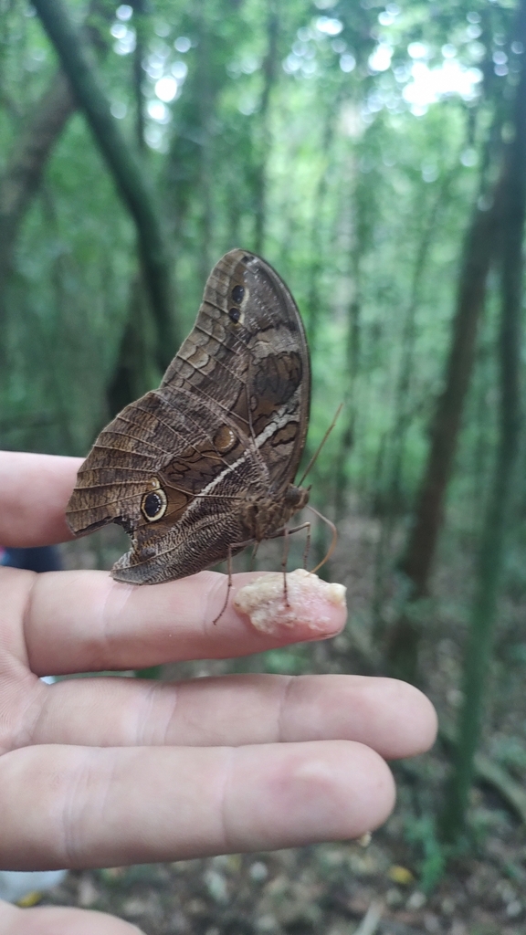 Eryphanis reevesii from Cascata, Pelotas - RS, Brasil on January 19 ...