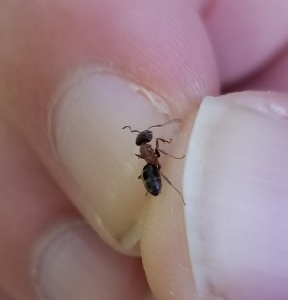 Western Velvety Tree Ant from Salem, OR, USA on April 27, 2023 at 04:03 ...