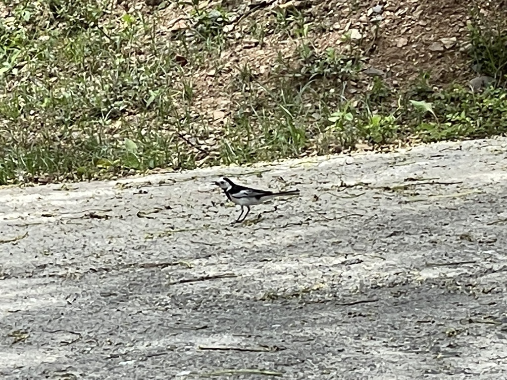 White Wagtail from 大武鄉, TW on April 28, 2023 at 10:46 AM by Huichuan Wu ...