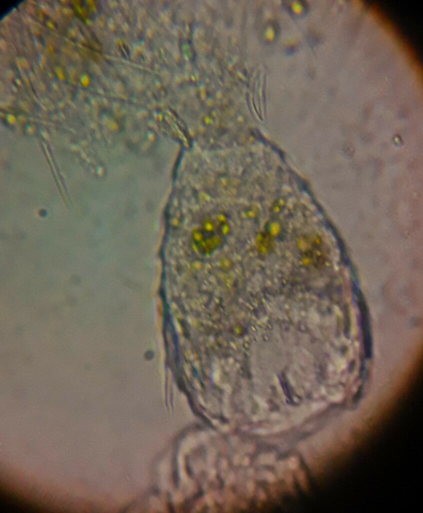 Euglypha from Manuel Salazar S/N, Hacienda del Rosario, Prados del ...