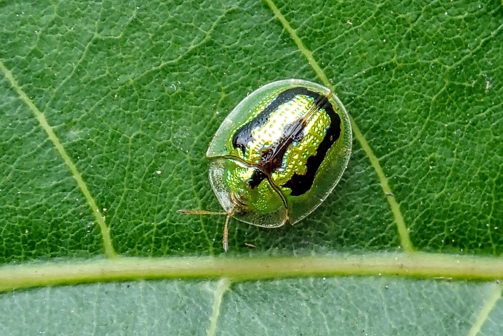 Green Tortoise Beetle in April 2023 by Siupoon Kwan · iNaturalist