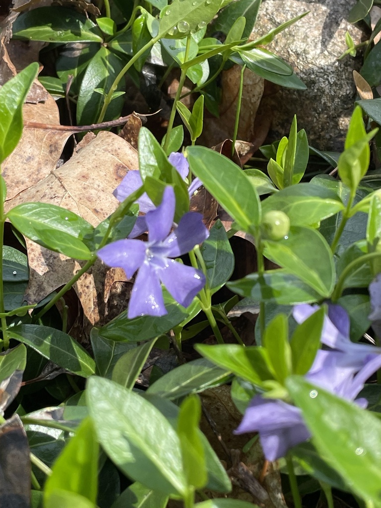 lesser periwinkle from Holden arboretum, Kirtland, OH, US on April 22 ...