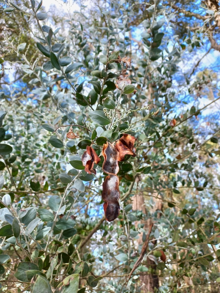 Queensland silver wattle from Windsor Downs Nature Reserve on April 28 ...