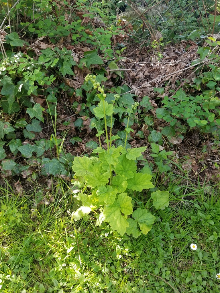 fringe cups from Salem, OR, USA on April 27, 2023 at 04:06 PM by Cody ...
