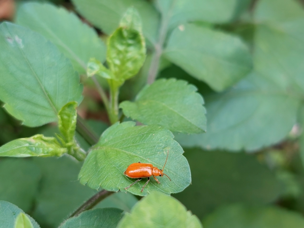 Aulacophora indica from 台灣大學 on March 21, 2023 at 08:27 AM by Wendy ...