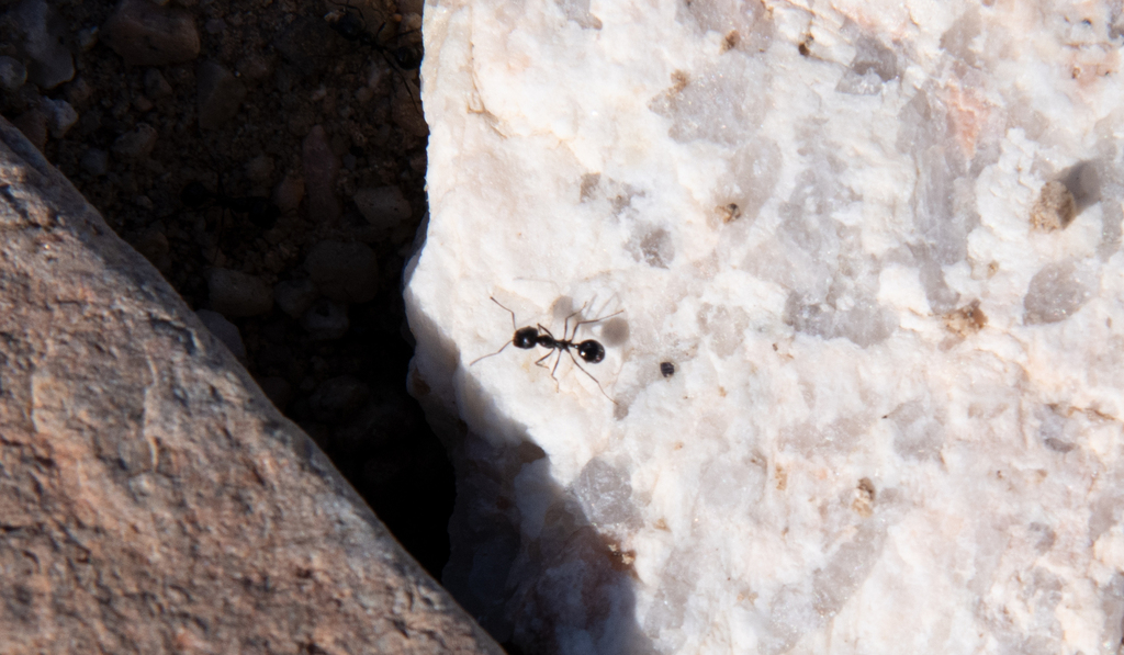 Veromessor pergandei from Kern County, CA, USA on April 25, 2023 at 05: ...