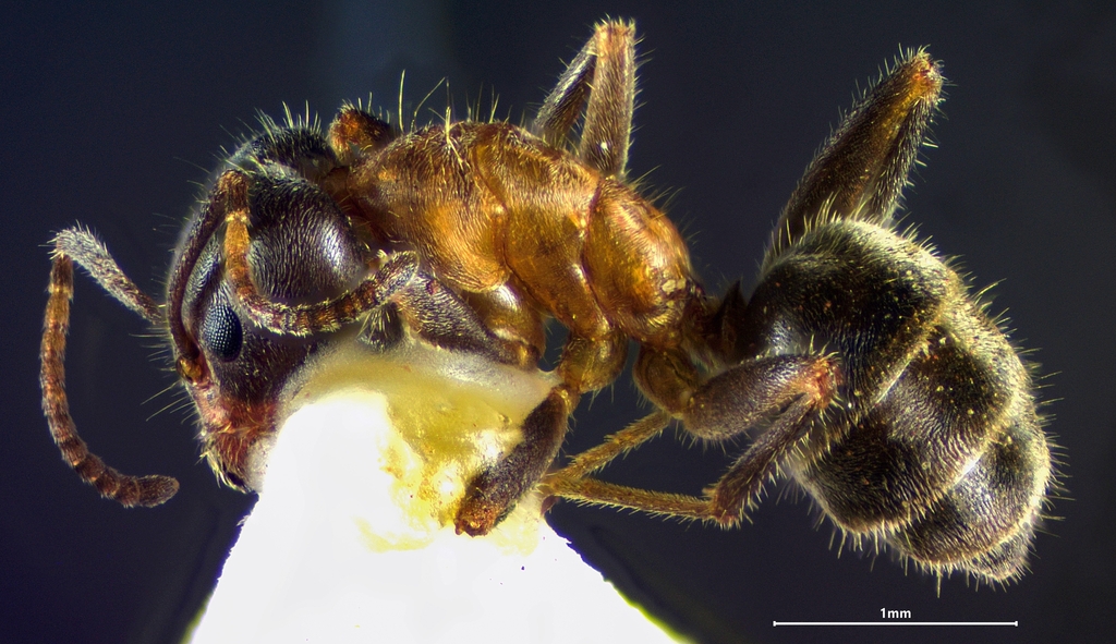 Western Velvety Tree Ant from Lebec, CA, USA on February 12, 2022 by ...