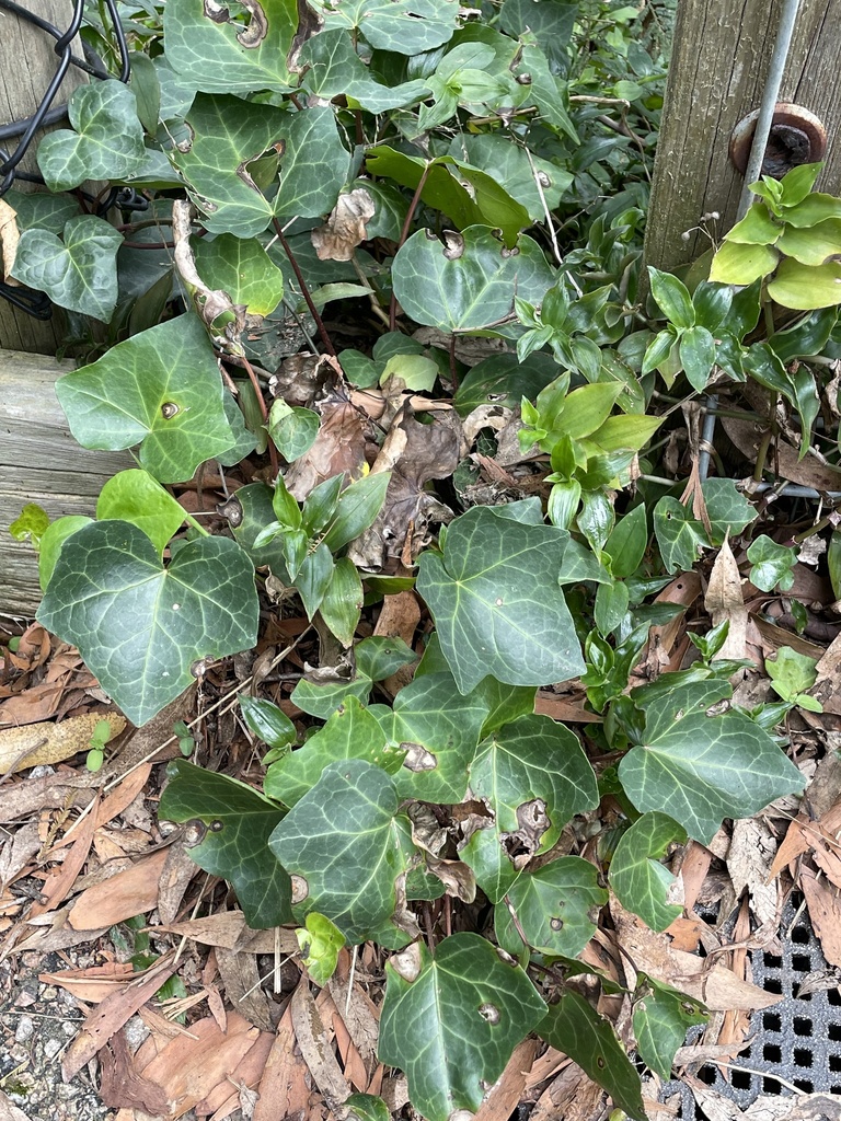 common ivy from Upper Sweetwater Creek Reserve, Frankston South, VIC ...