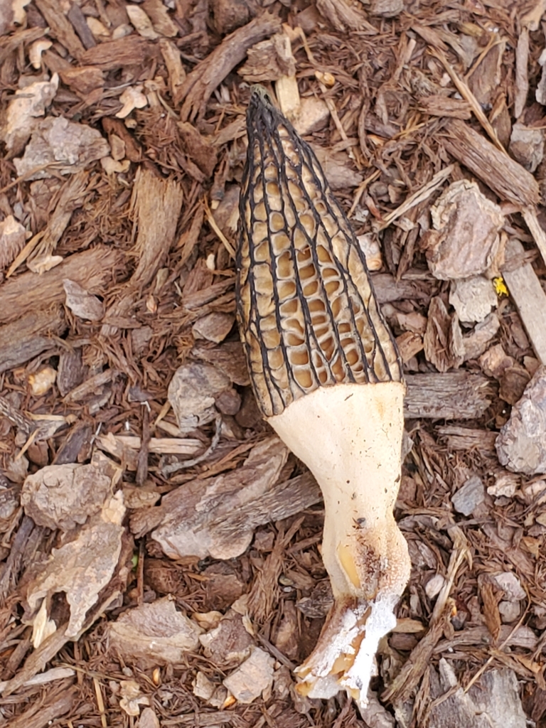 Landscaping Black Morel from Richmond, BC V7E 6M5, Canada on April 27 ...