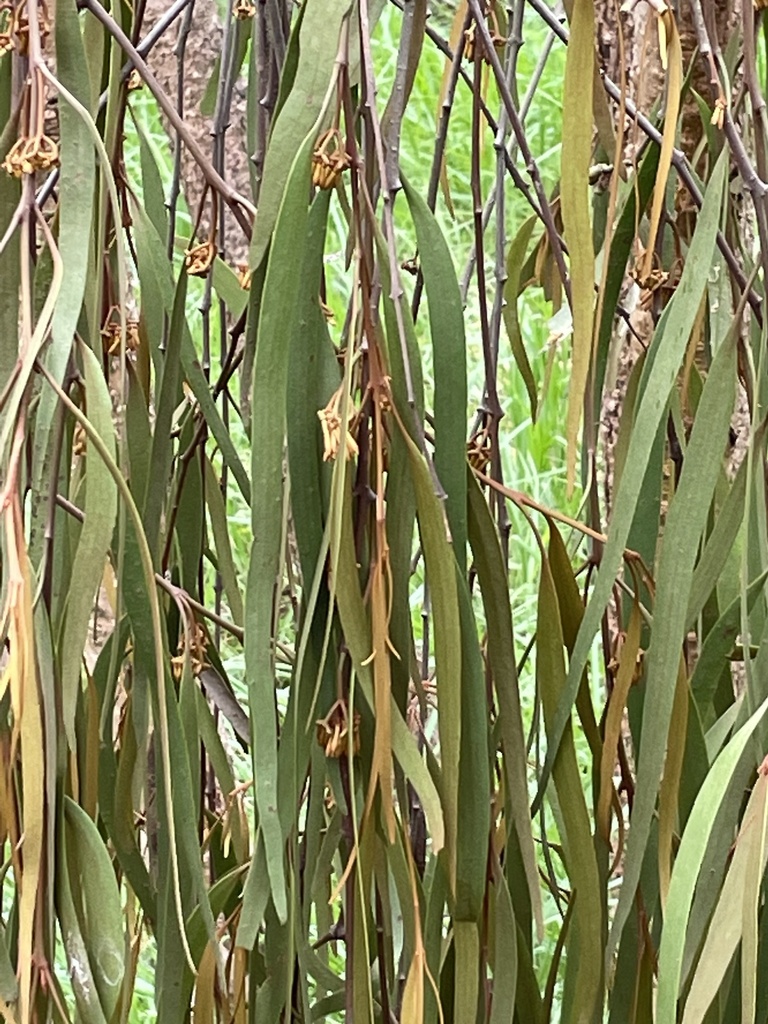 drooping mistletoe from Upper Sweetwater Creek Reserve, Frankston South ...