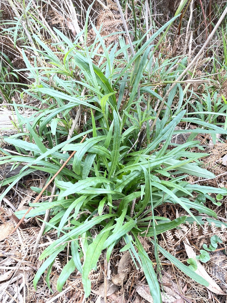 Hill Fireweed from Upper Sweetwater Creek Reserve, Frankston South, VIC ...