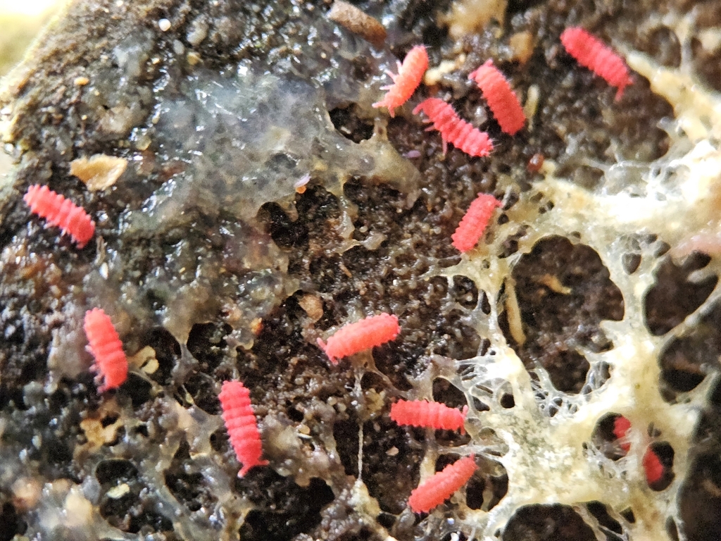 Short-legged Springtails from Redlynch QLD 4870, Australia on April 26 ...