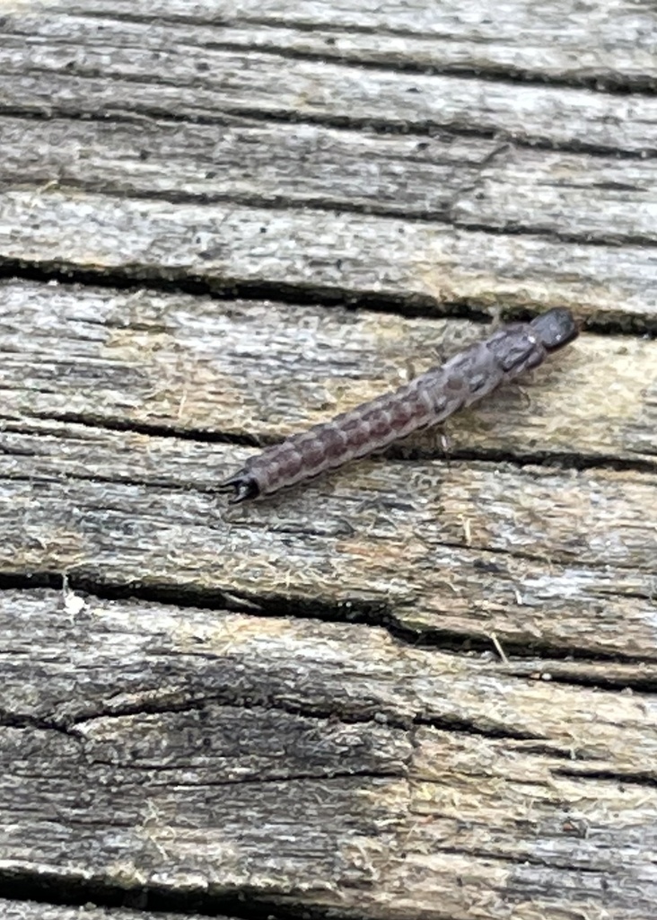 Insects from Upper Sweetwater Creek Reserve, Frankston South, VIC, AU ...