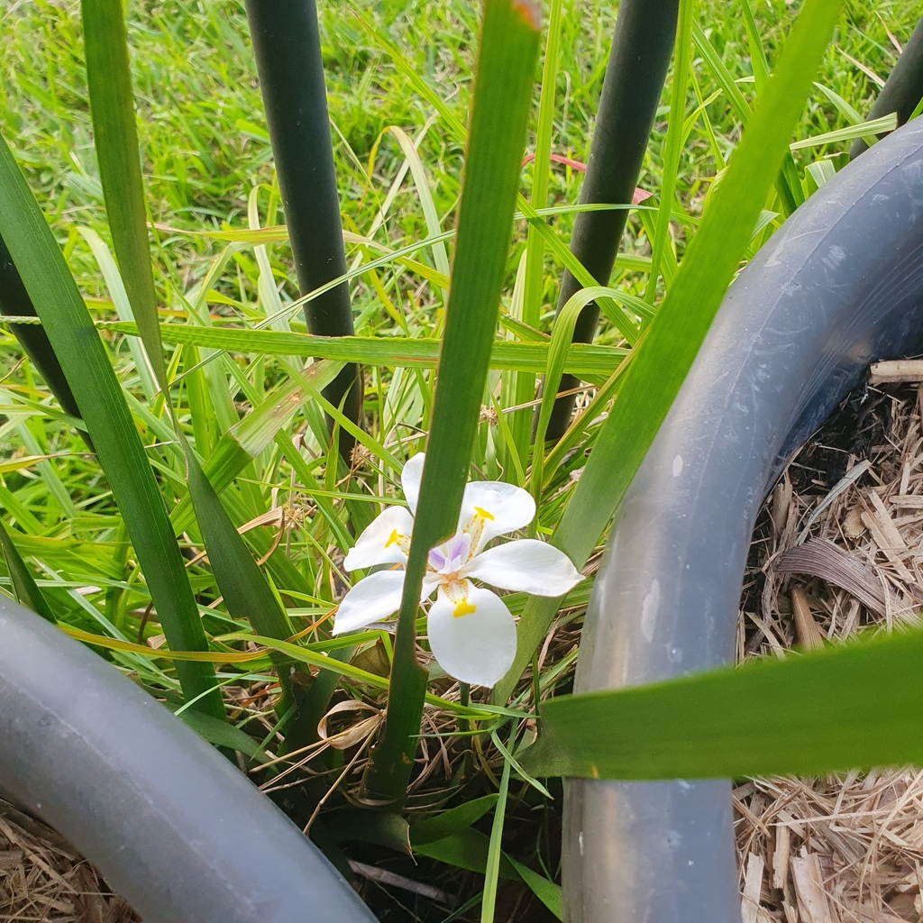 Small Fortnight Lily from Caboolture on April 28, 2023 at 04:30 PM by ...