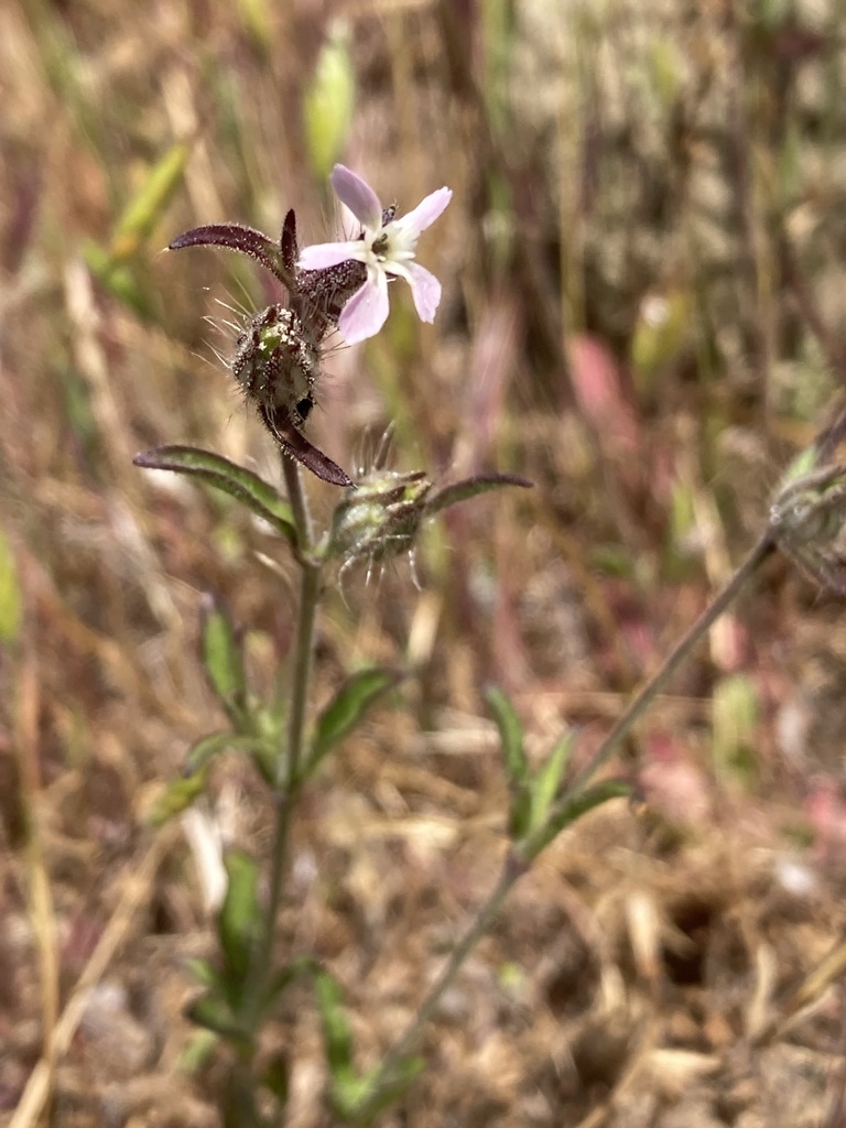 Small-flowered Catchfly from del puerto canyon ca on April 23, 2023 at ...