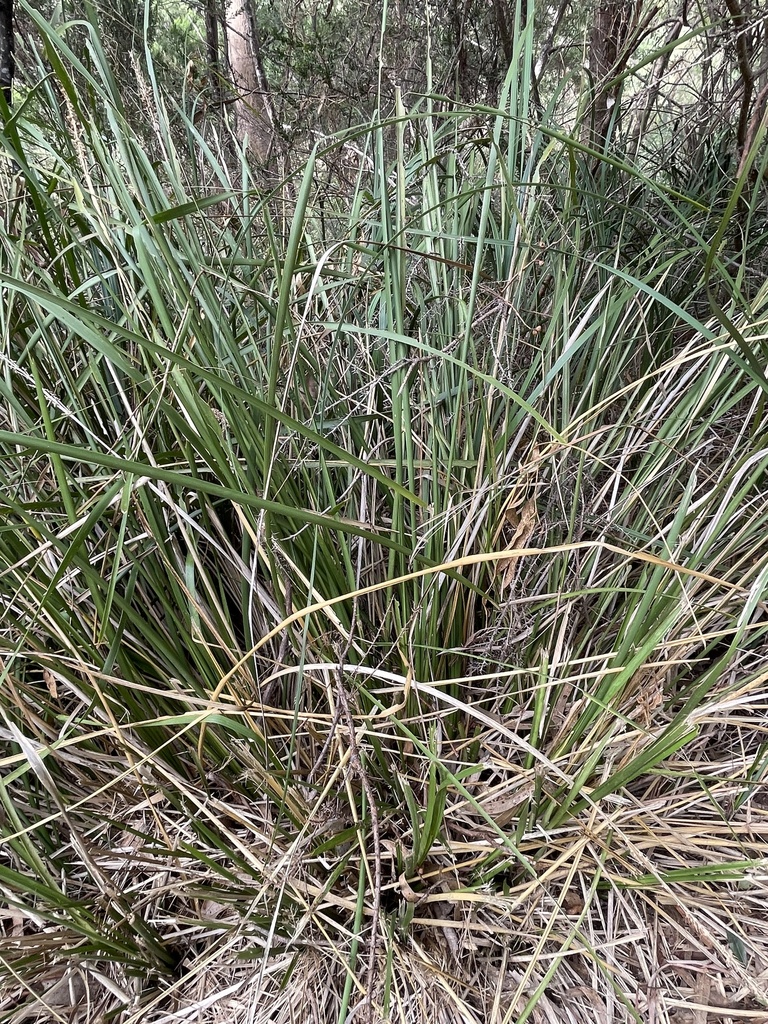 Spiny-headed Mat-rush from Upper Sweetwater Creek Reserve, Frankston ...