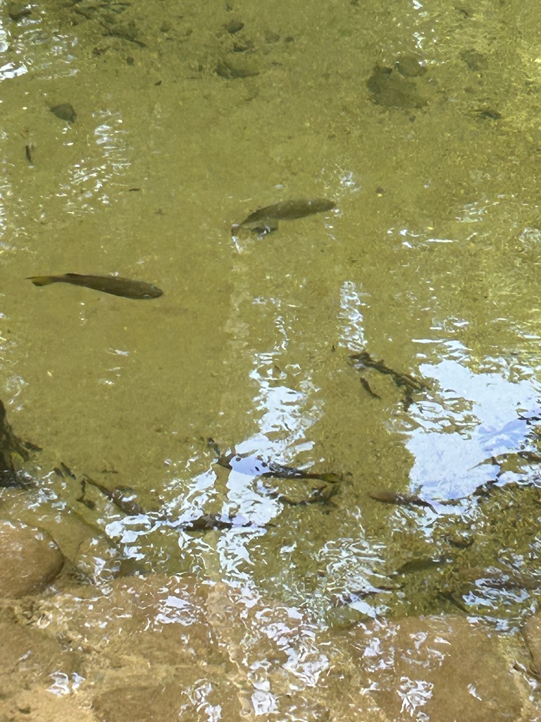Jungle Perch from Turpentine Rd, Diwan, QLD, AU on April 28, 2023 at 03 ...