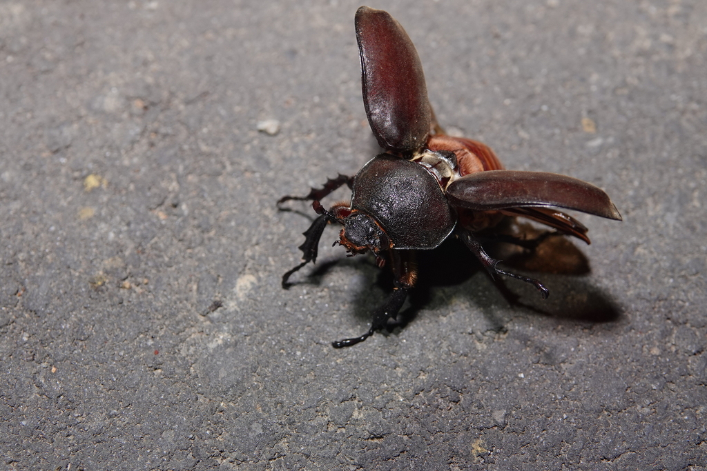 Trypoxylus dichotomus tsunobosonis in April 2023 by 張凱 · iNaturalist