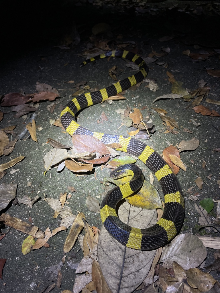 Banded Krait in April 2023 by Artur Tomaszek · iNaturalist