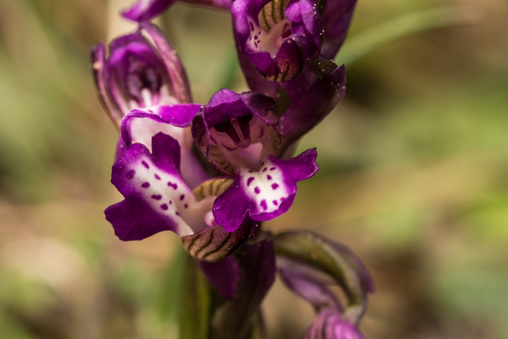 Green-winged Orchid from Southern Aegean, Greece on April 12, 2023 at ...
