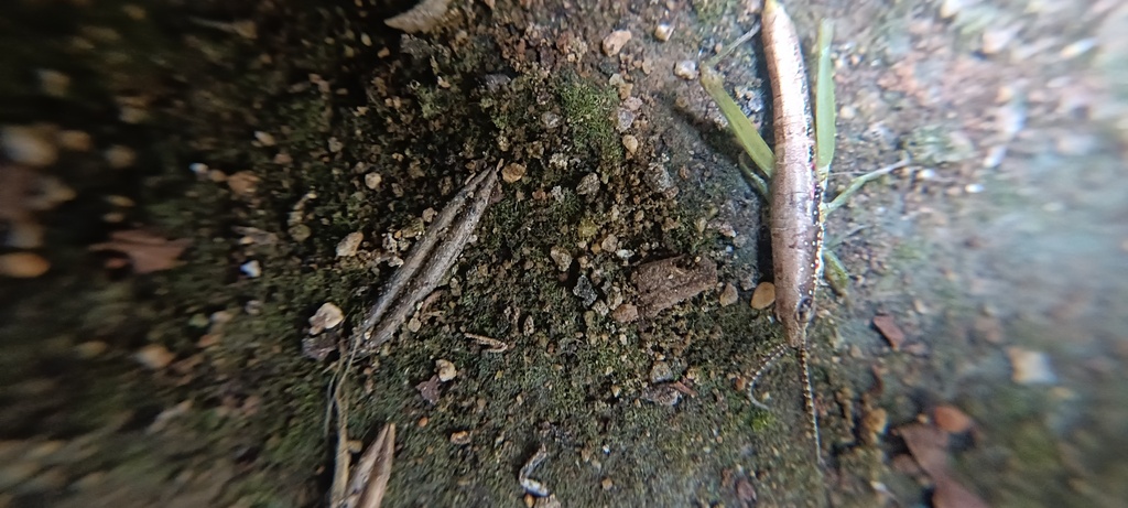 Grasshoppers, Crickets, and Katydids from St. Thomas Mount, Parangi ...