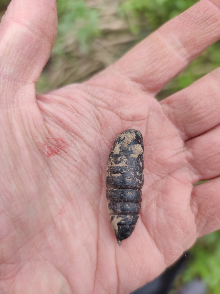 Eyed Hawkmoth from Worcester WR2 4BU, UK on April 26, 2023 at 03:44 PM ...
