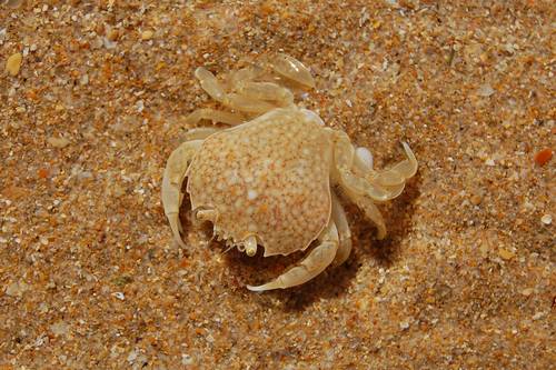 Pennant's Swimming Crab (Portumnus latipes) · iNaturalist