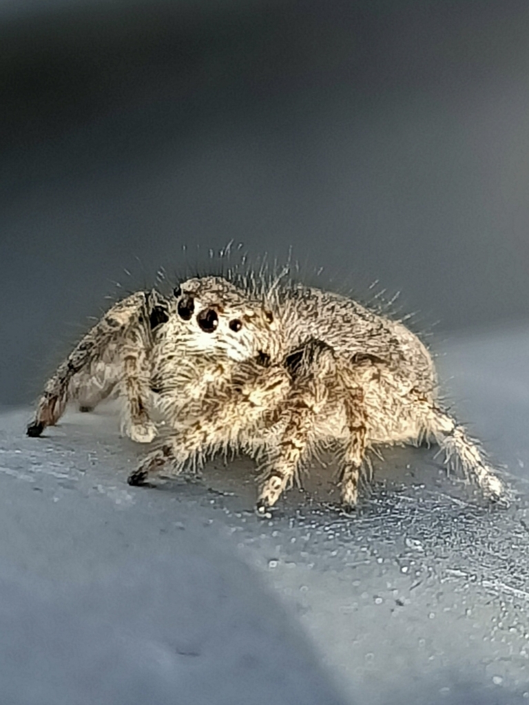 Red-bellied Jumping Spider from 28043 Bellinzago novarese NO, Italia on ...