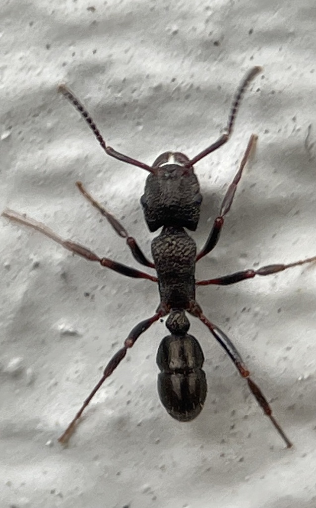 Pony Ants from Upper Sweetwater Creek Reserve, Frankston South, VIC, AU ...