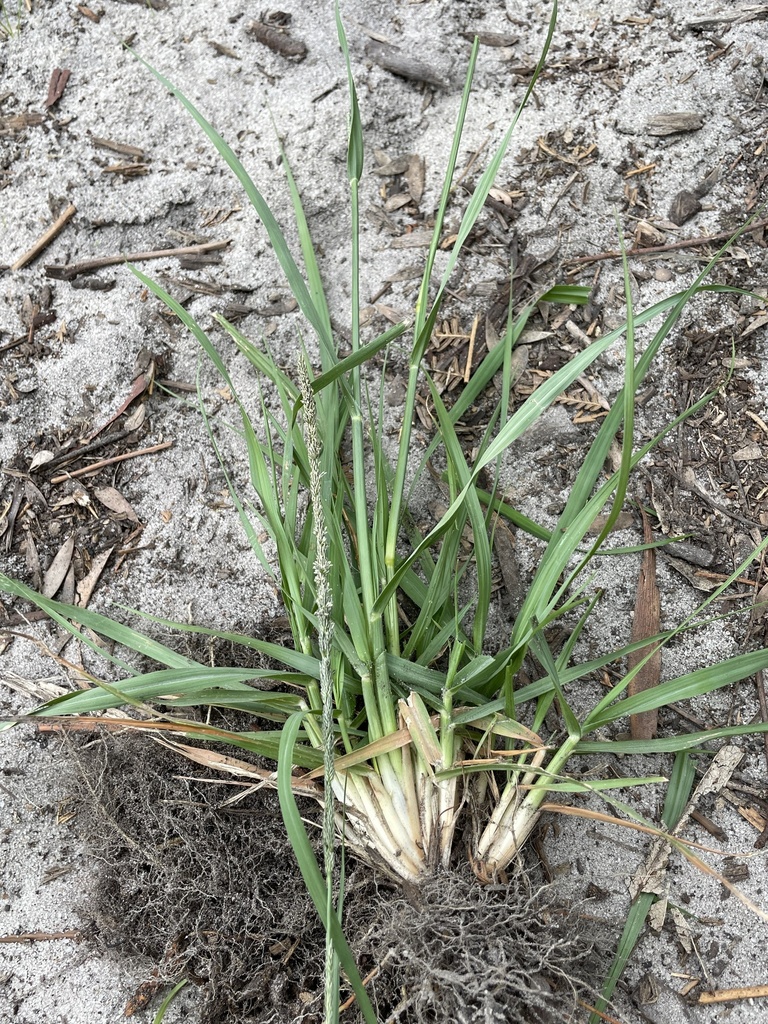 Parramatta Grass from Upper Sweetwater Creek Reserve, Frankston South ...