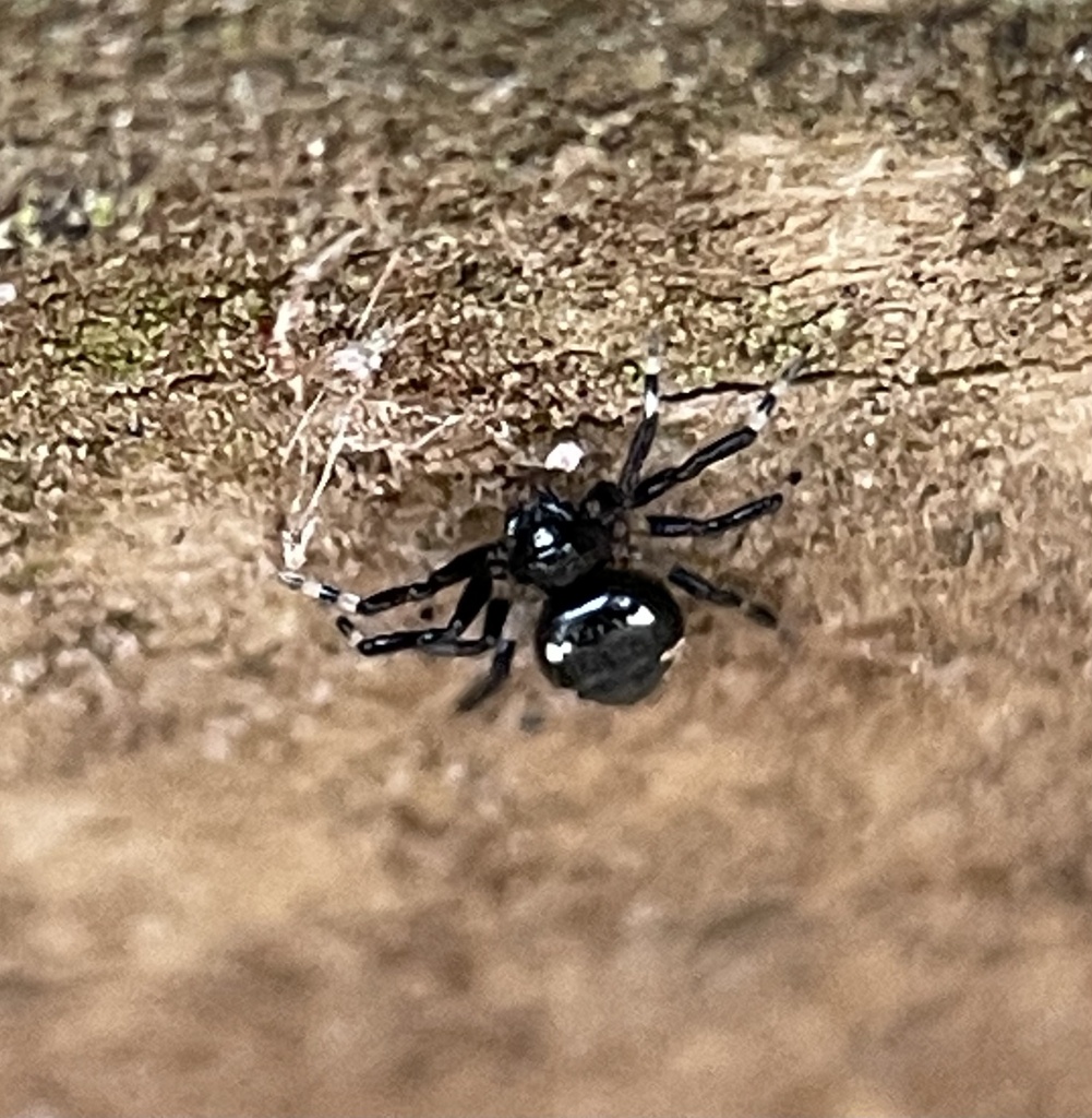 Ant-eating Spiders from Upper Sweetwater Creek Reserve, Frankston South ...